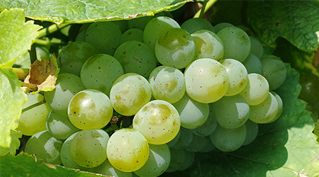 Bela vina: Sauvignon Blanc | Vinoteka Beograd