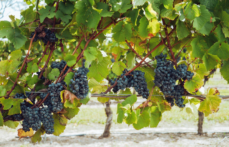 Syrah sorta grožđa | Vinoteka Beograd